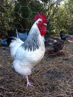 Snowflake | BackYard Chickens - Learn How to Raise Chickens