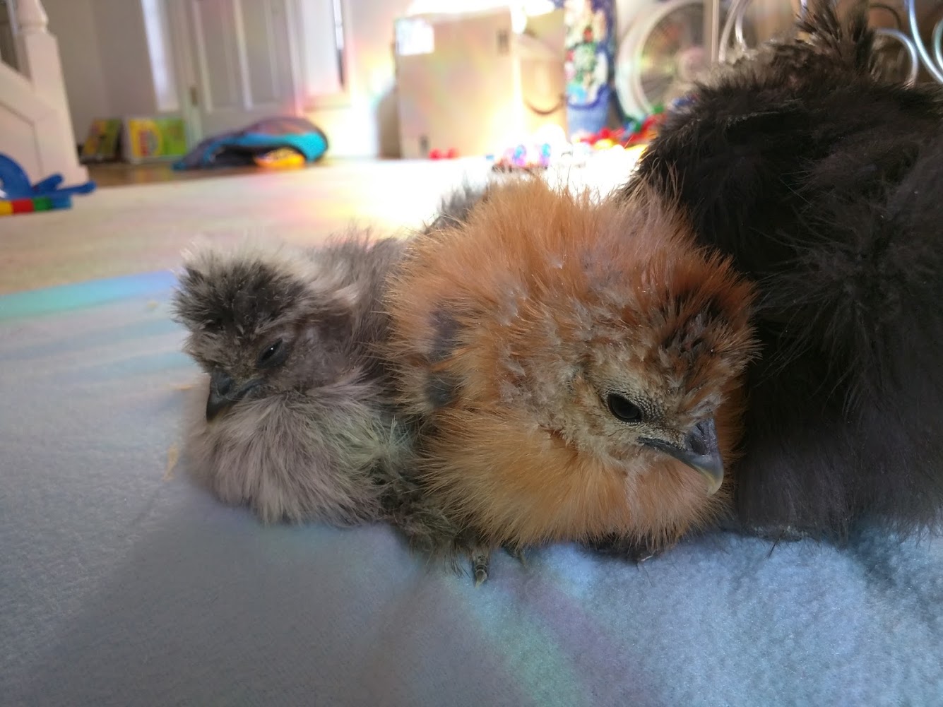 Snuggle time | BackYard Chickens - Learn How to Raise Chickens