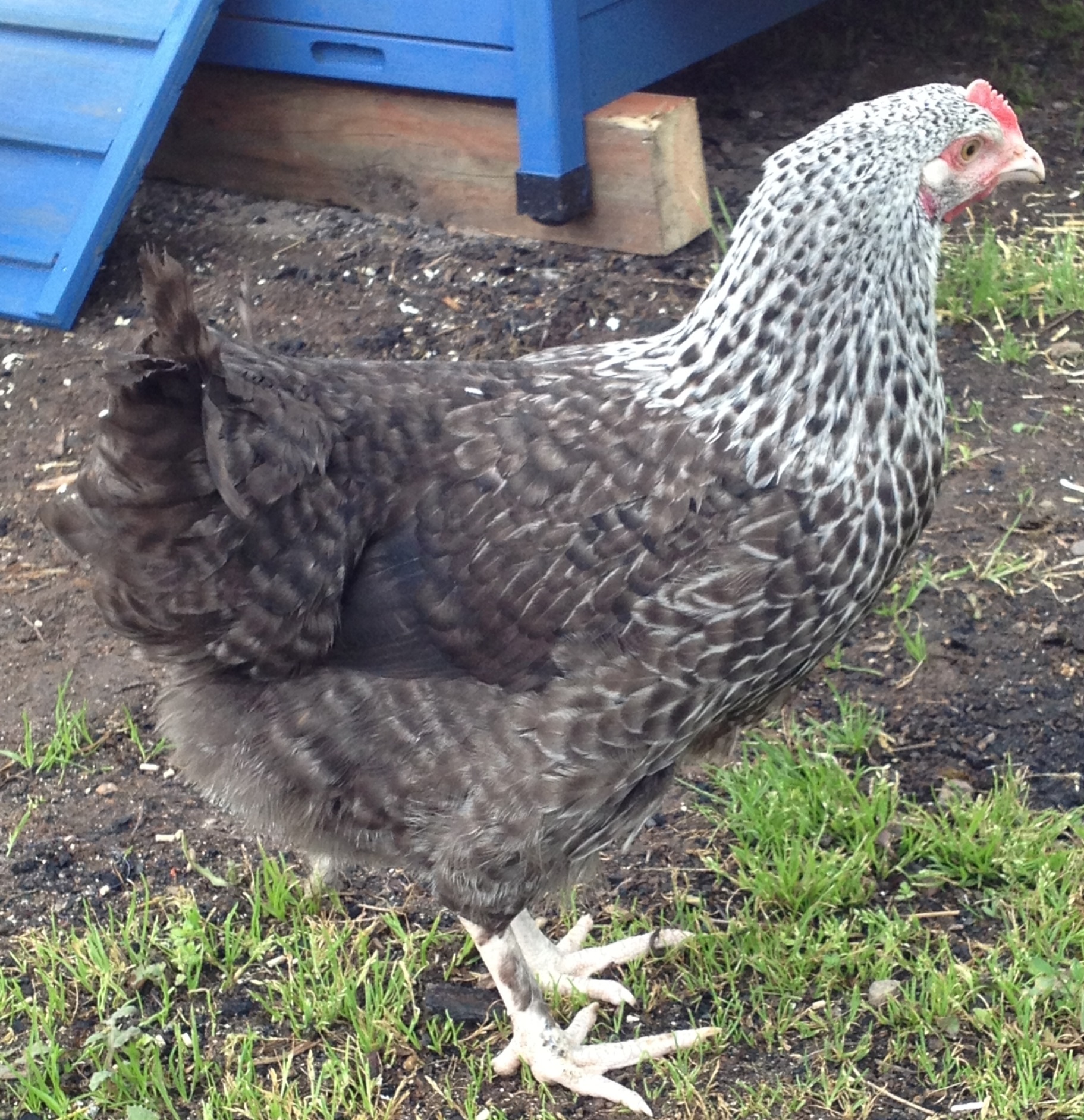 Speckledy hen Doris | BackYard Chickens - Learn How to Raise Chickens
