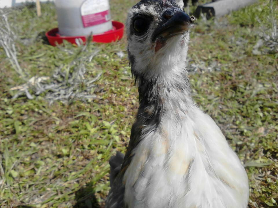 Spike! | BackYard Chickens - Learn How to Raise Chickens