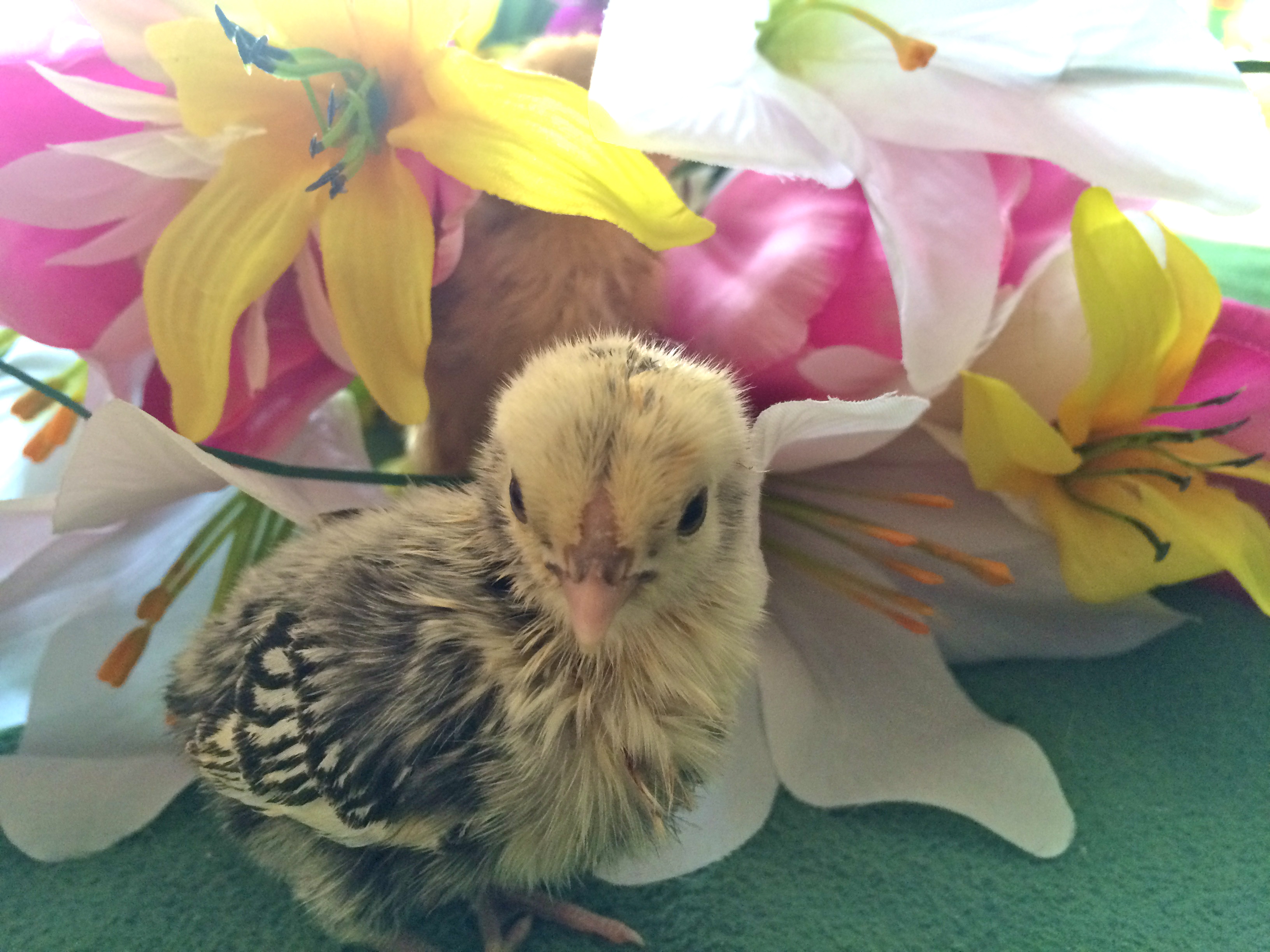 Spike | BackYard Chickens - Learn How to Raise Chickens