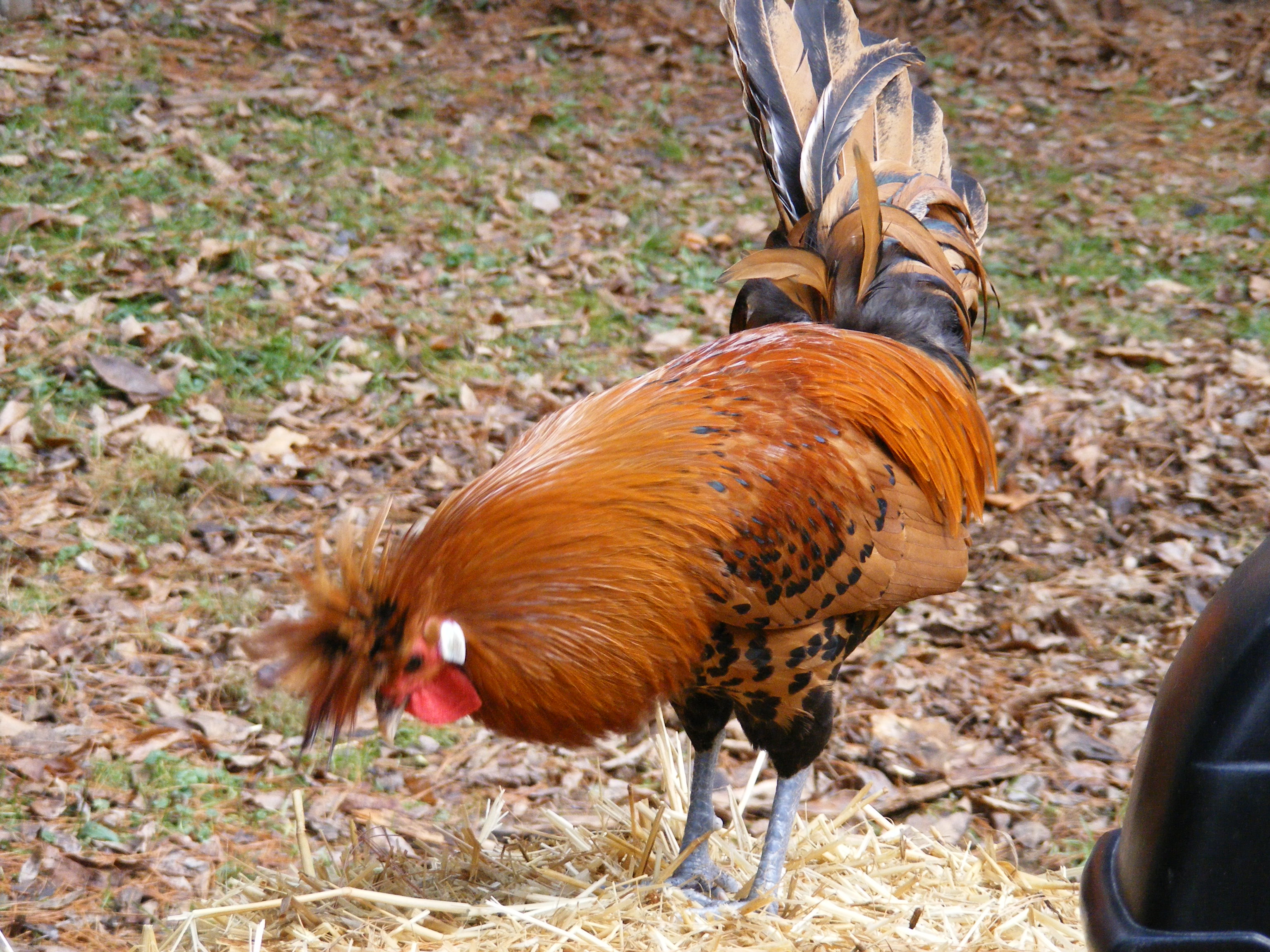 Spitzhauben rooster | BackYard Chickens - Learn How to Raise Chickens