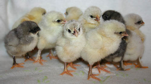 Splash and Blue Marans chicks | BackYard Chickens - Learn How to Raise ...