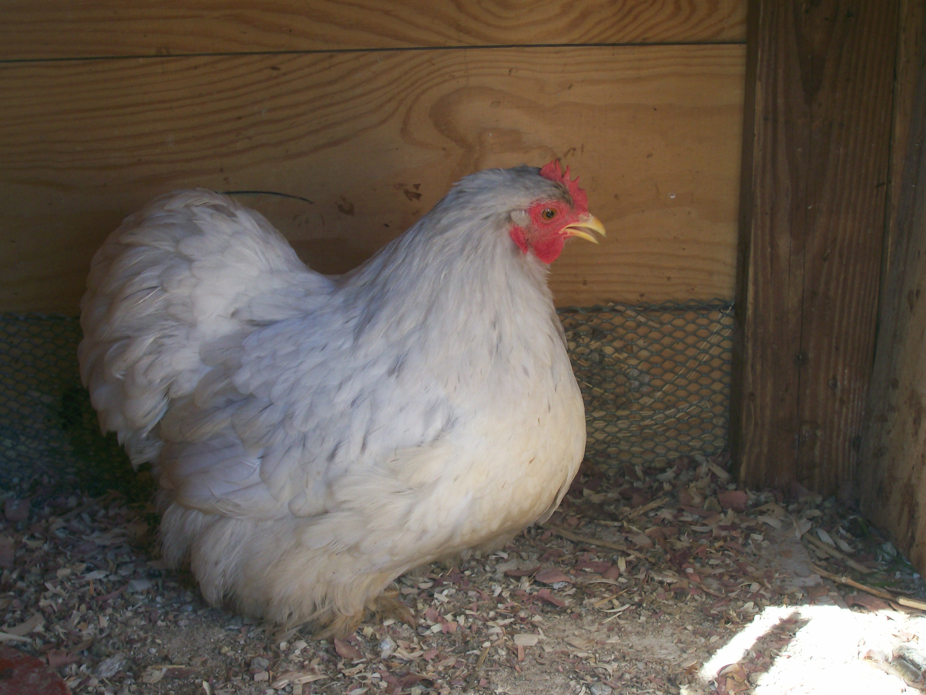 Splash Hen | BackYard Chickens - Learn How to Raise Chickens
