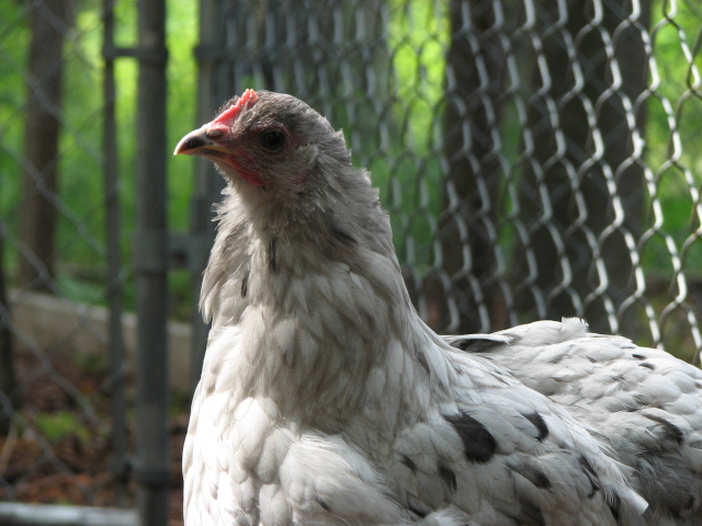splash marans pullet | BackYard Chickens - Learn How to Raise Chickens