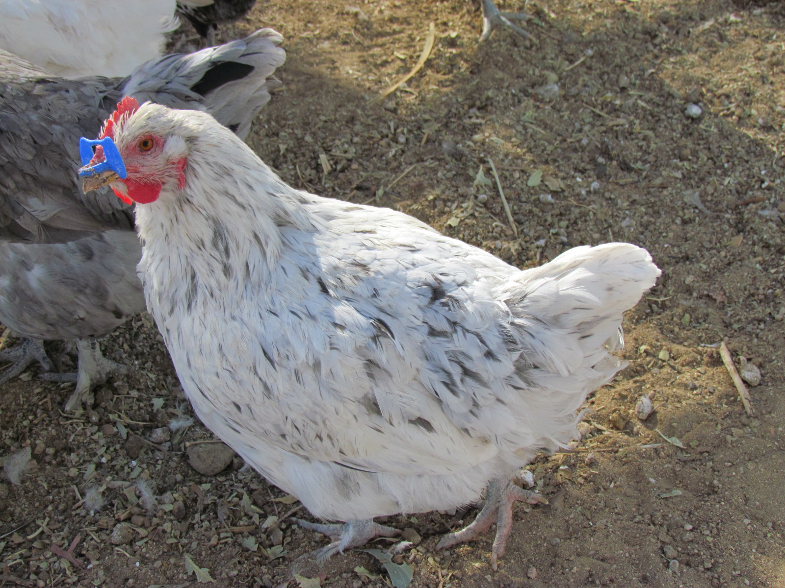 Splash Marans with pinless peepers | BackYard Chickens - Learn How to ...