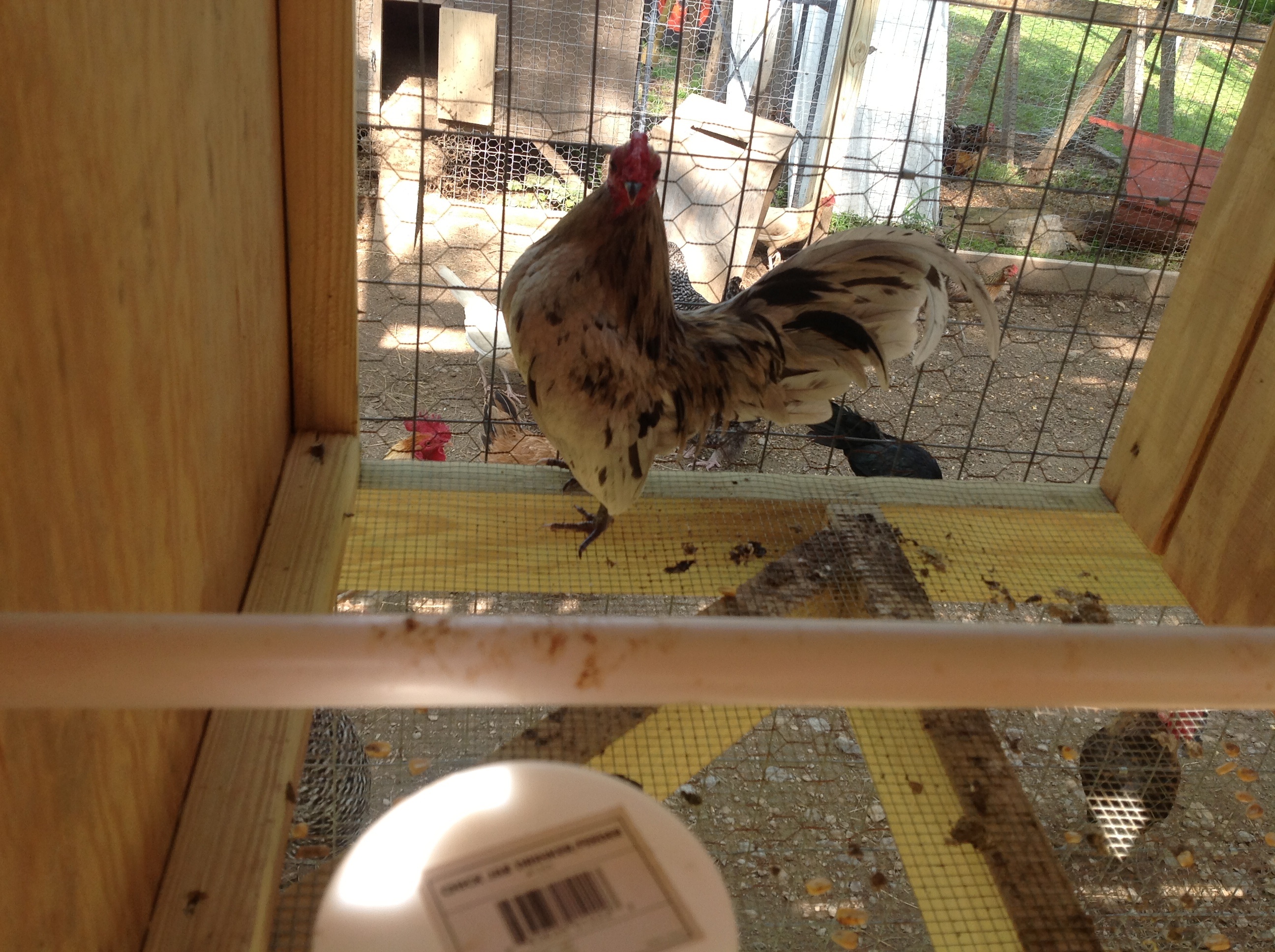 Splash rooster | BackYard Chickens - Learn How to Raise Chickens