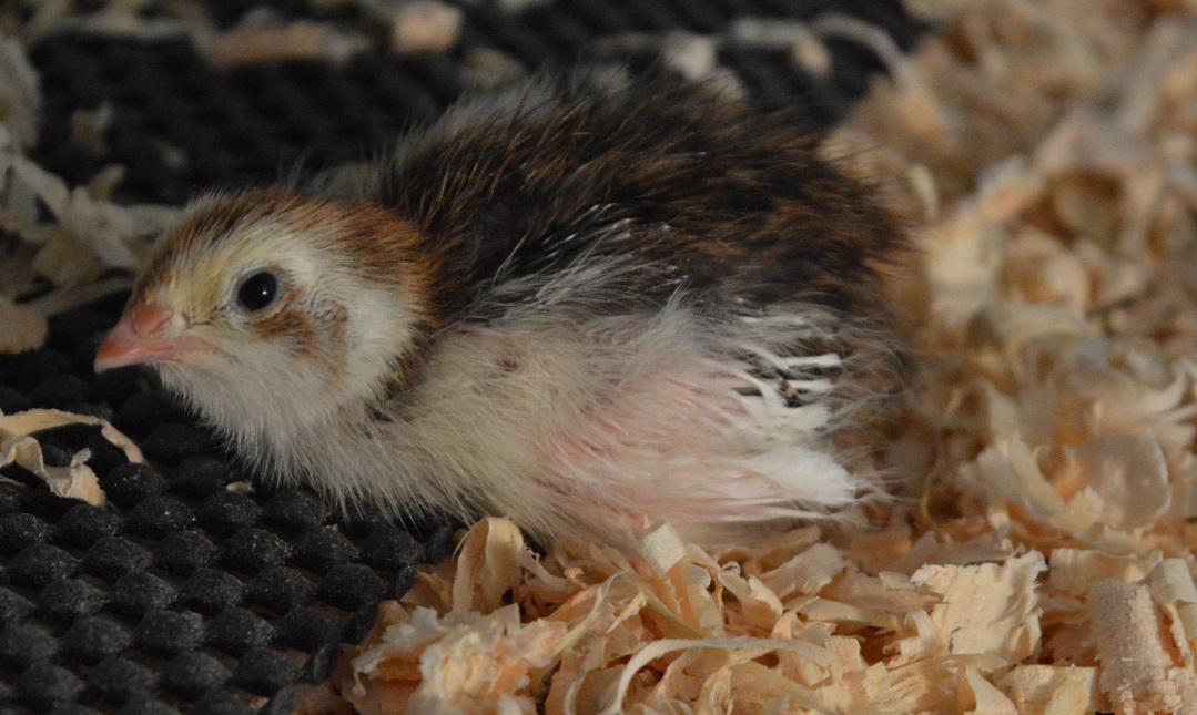 Splodge.jpg | BackYard Chickens - Learn How to Raise Chickens