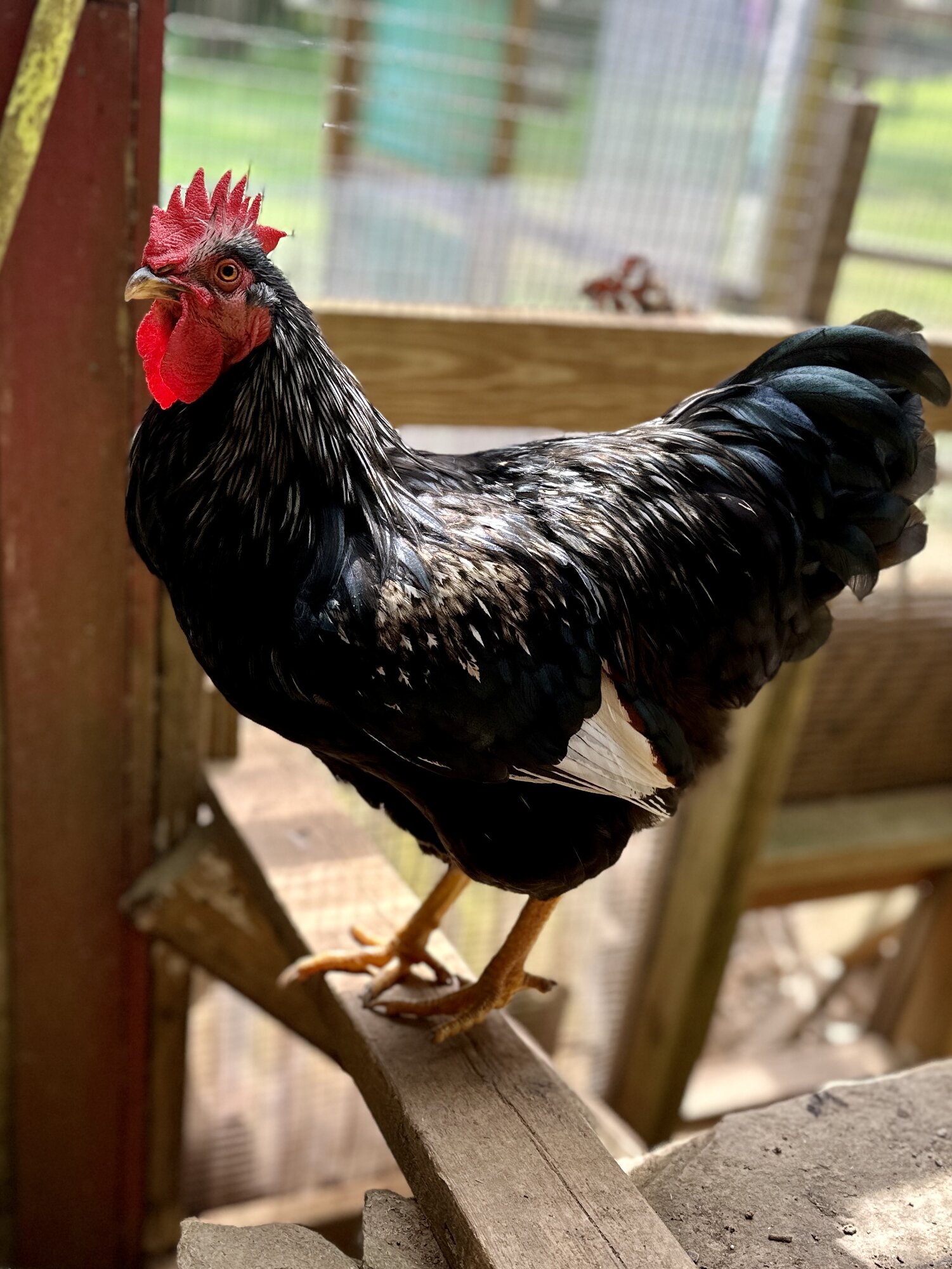 Standard-Bred Chicken Show29a.jpg | BackYard Chickens - Learn How to ...