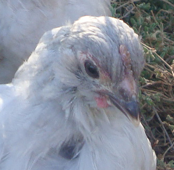 Stanley, known Roo. | BackYard Chickens - Learn How to Raise Chickens