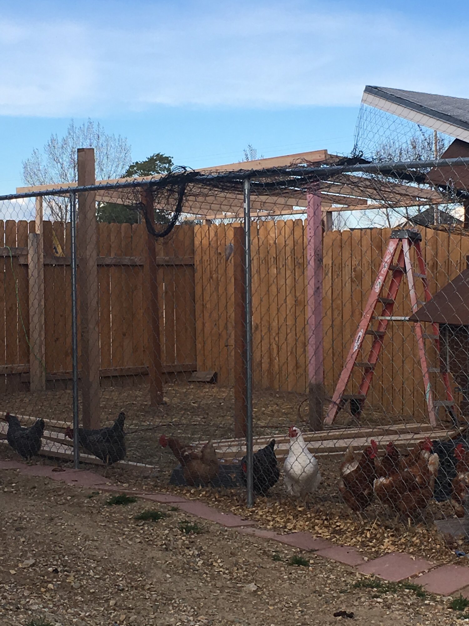 Starting roof | BackYard Chickens - Learn How to Raise Chickens