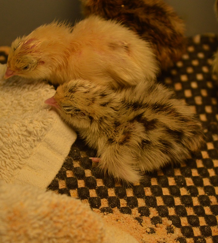 Sticky and Leopard.jpg | BackYard Chickens - Learn How to Raise Chickens