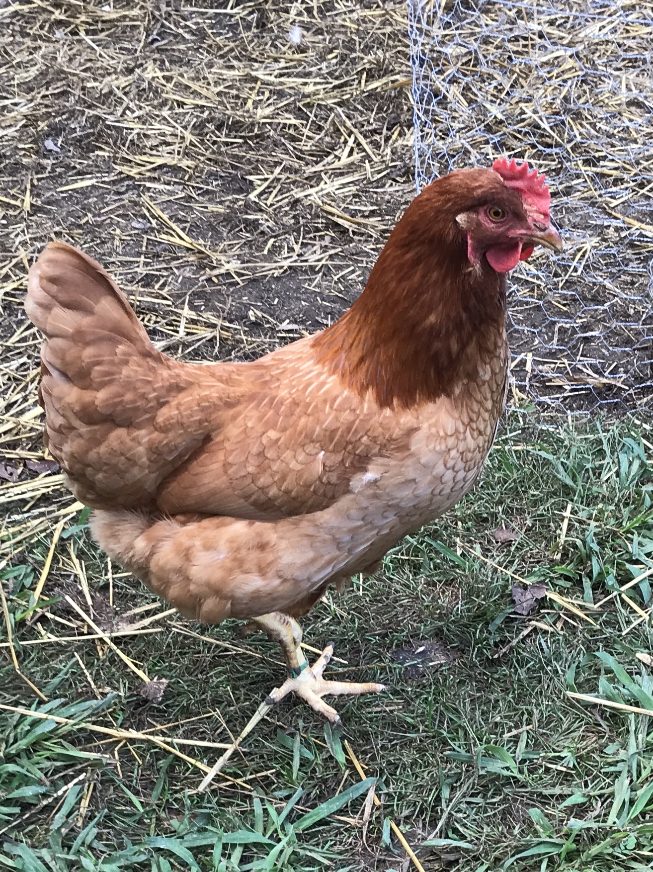 Stitch | BackYard Chickens - Learn How to Raise Chickens
