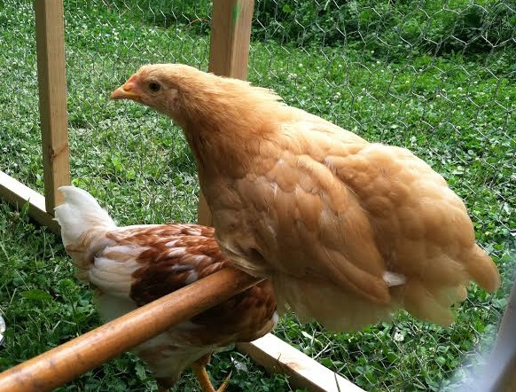 Stretch | BackYard Chickens - Learn How to Raise Chickens