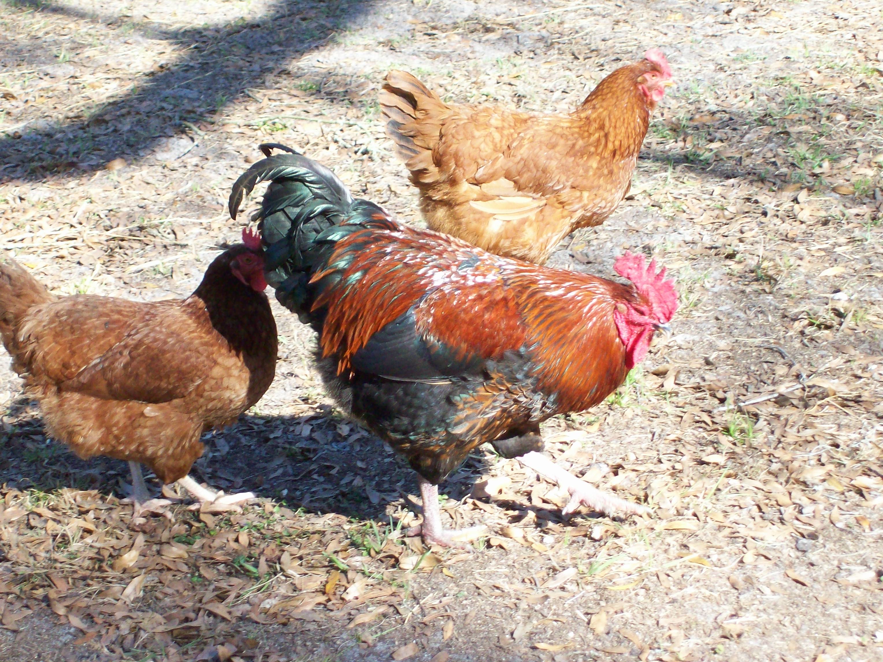 Studley,henrietta and henny penny. | BackYard Chickens - Learn How to ...