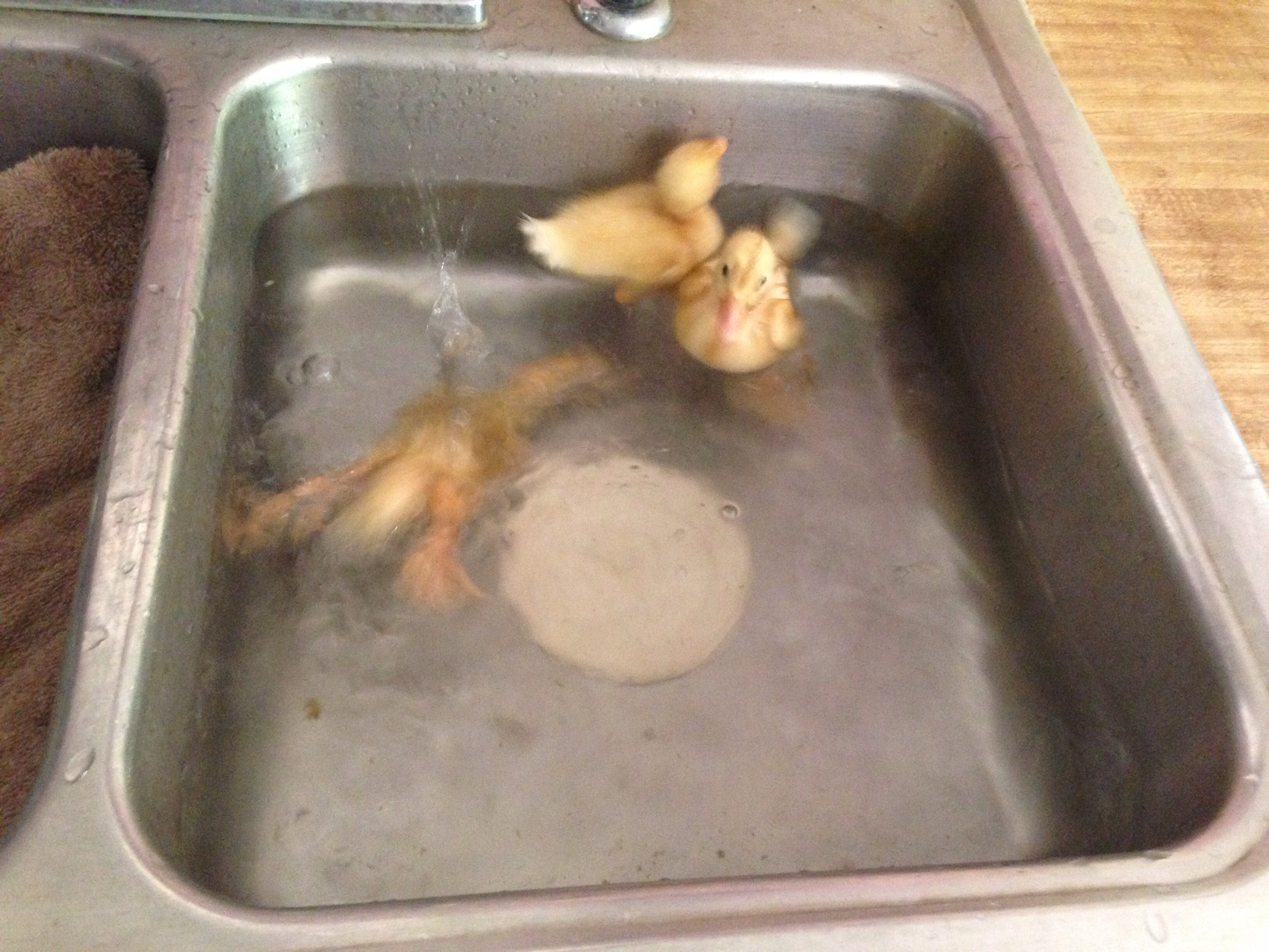 Submarines!! | BackYard Chickens - Learn How to Raise Chickens