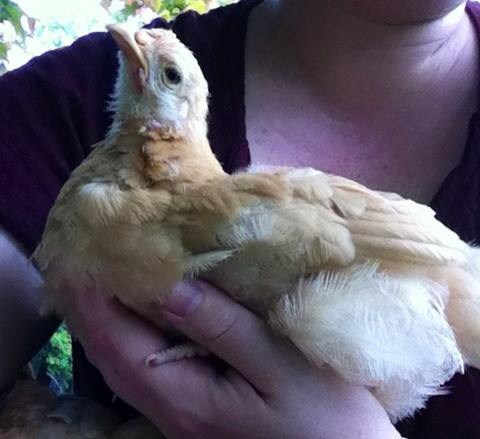 Such a ham | BackYard Chickens - Learn How to Raise Chickens