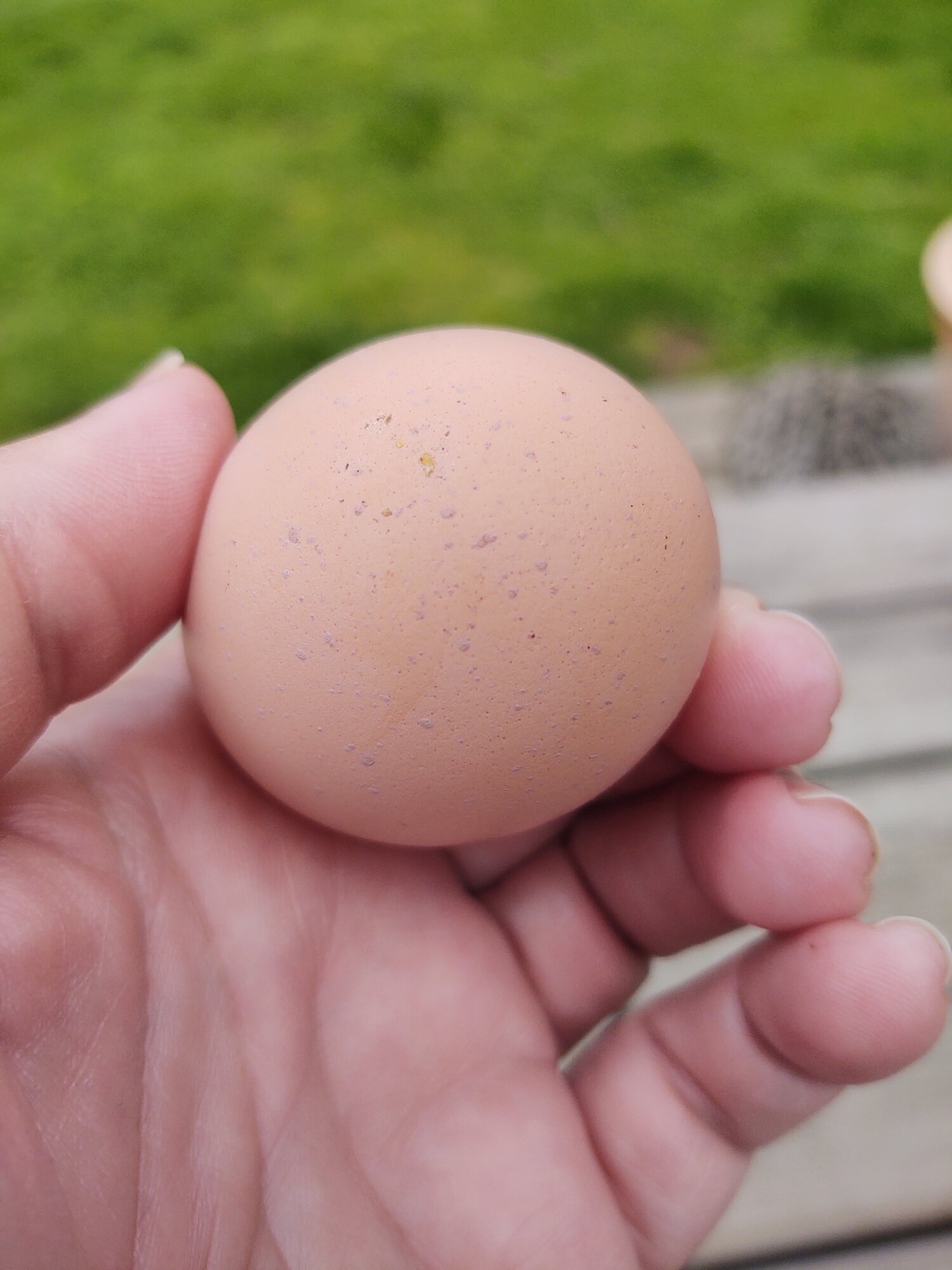 Sueby3.jpg | BackYard Chickens - Learn How to Raise Chickens