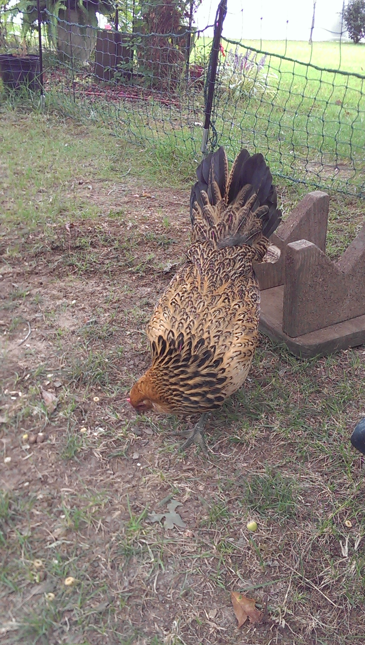 Sunny | BackYard Chickens - Learn How to Raise Chickens