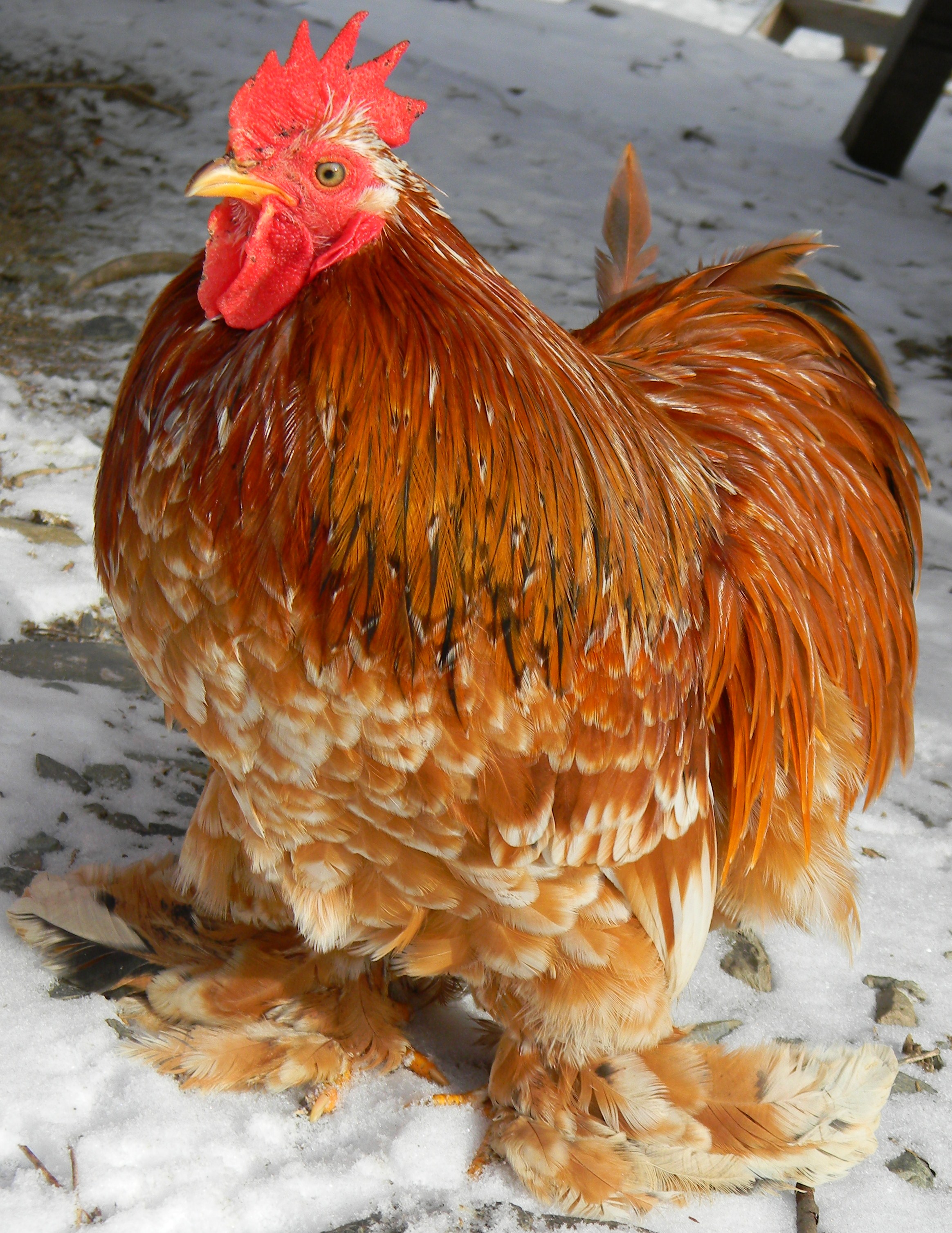 Sunshine Roo | BackYard Chickens - Learn How to Raise Chickens