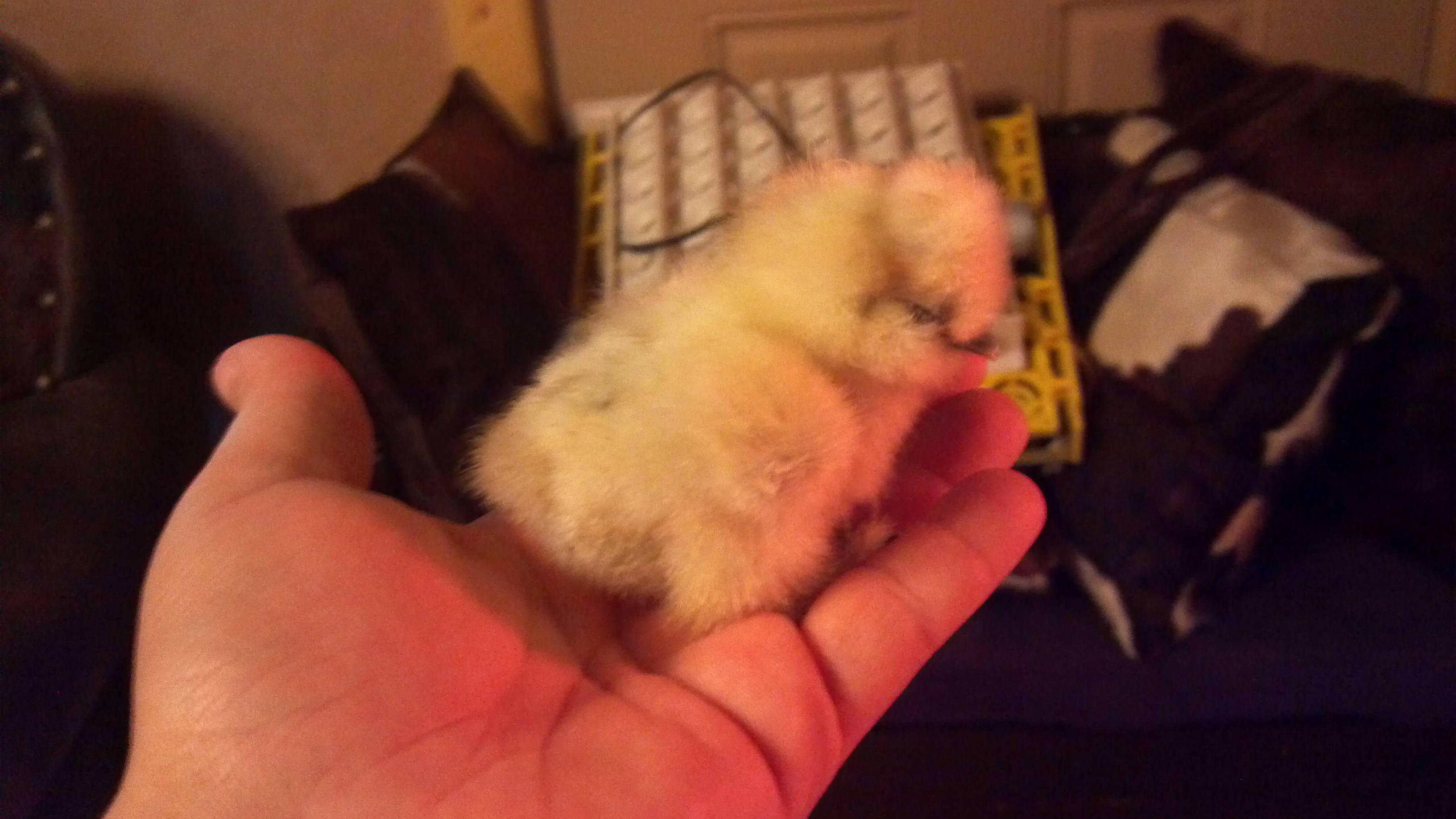 Super Fluff | BackYard Chickens - Learn How to Raise Chickens