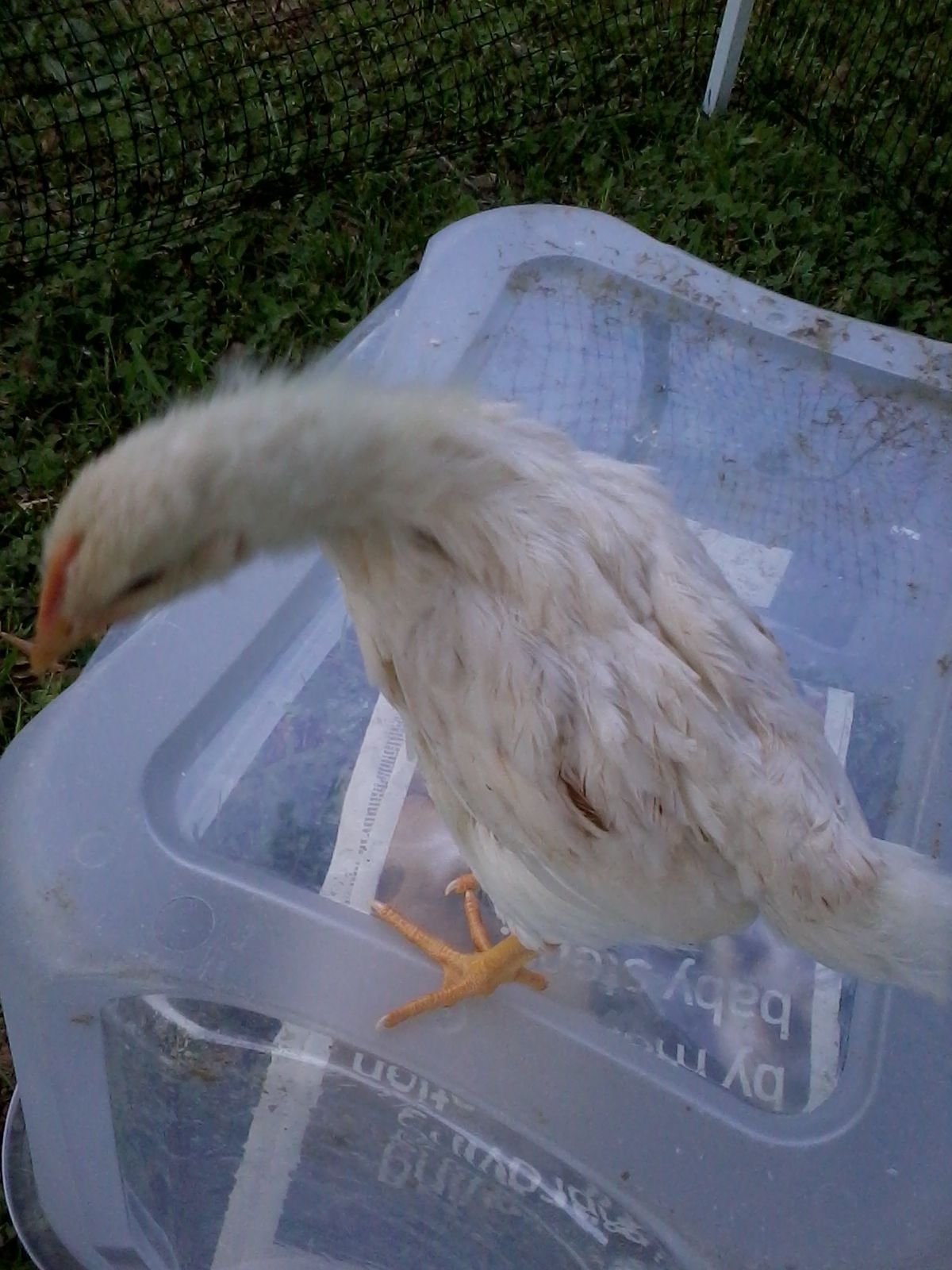 Suzanne | BackYard Chickens - Learn How to Raise Chickens