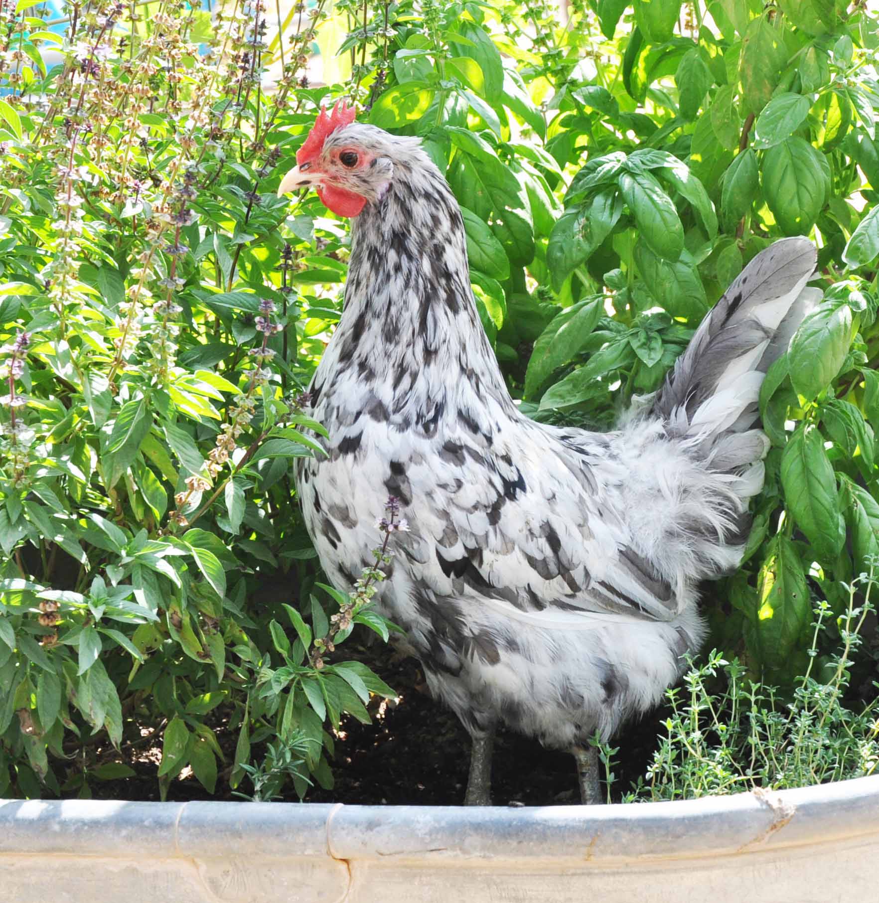 Swedish Isbar Hen Green Egg Layer | BackYard Chickens - Learn How to ...