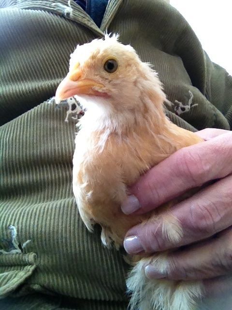 Sweet Ginger | BackYard Chickens - Learn How to Raise Chickens