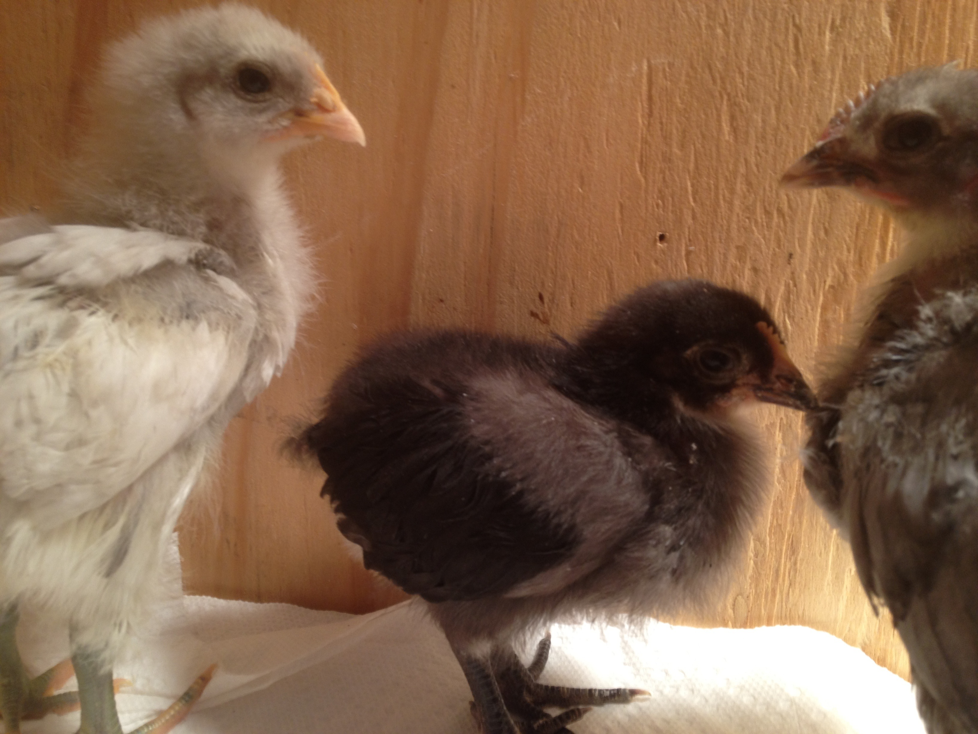 Tank | BackYard Chickens - Learn How to Raise Chickens