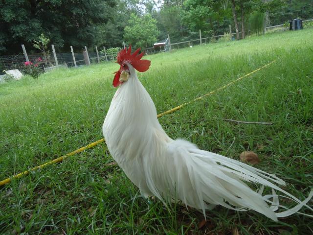 Teacup- Bantam Phoenix | BackYard Chickens - Learn How to Raise Chickens