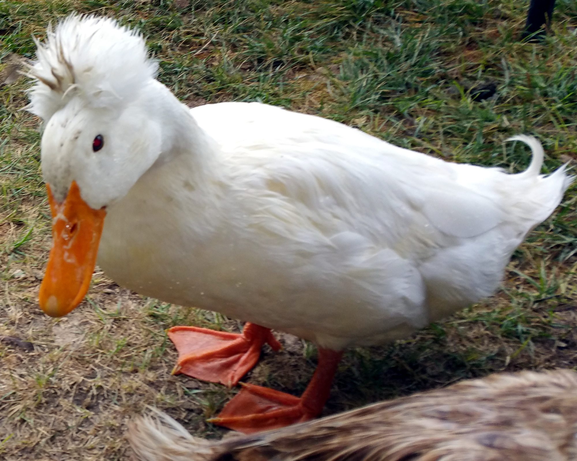 Tevinator... "I'll be quack!" | BackYard Chickens - Learn How to Raise ...
