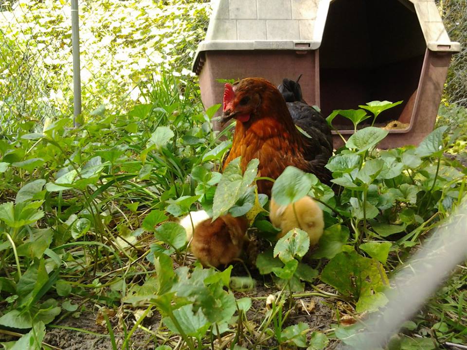 *The best mom ever... Dory! | BackYard Chickens - Learn How to Raise ...