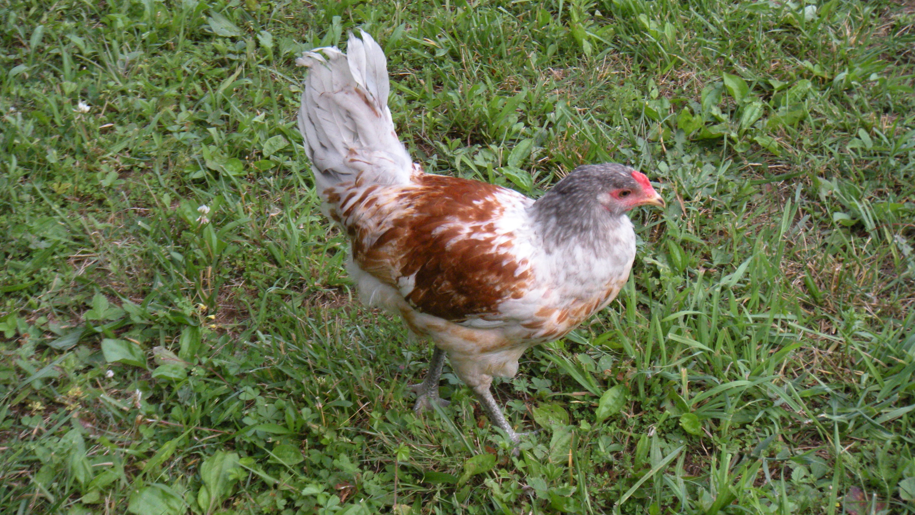 The Duke, Easter Egger Rooster | BackYard Chickens - Learn How to Raise ...