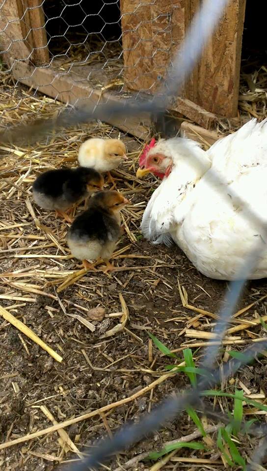 The first broody hen and her chicks | BackYard Chickens - Learn How to ...