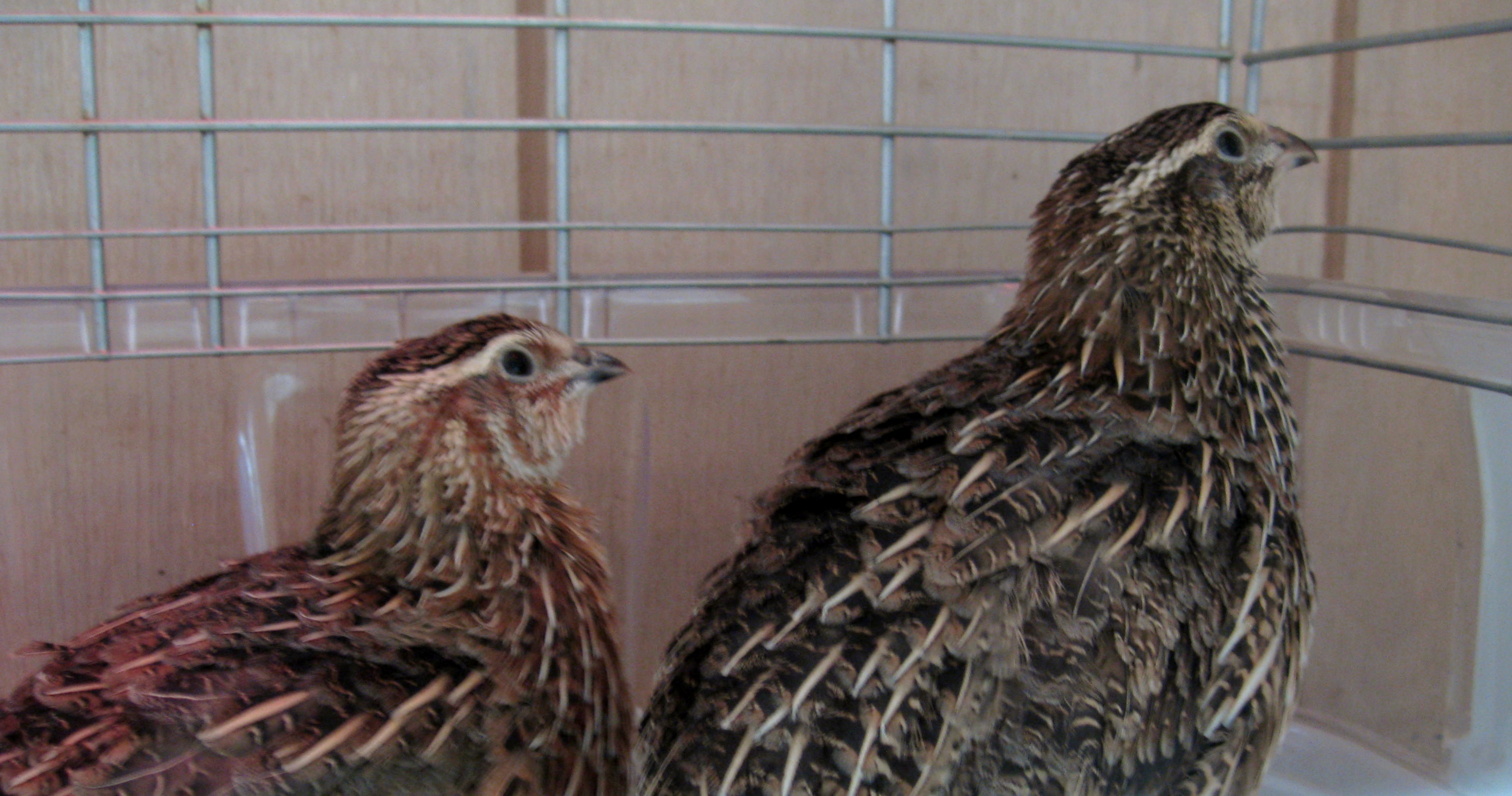 The lovely pair | BackYard Chickens - Learn How to Raise Chickens