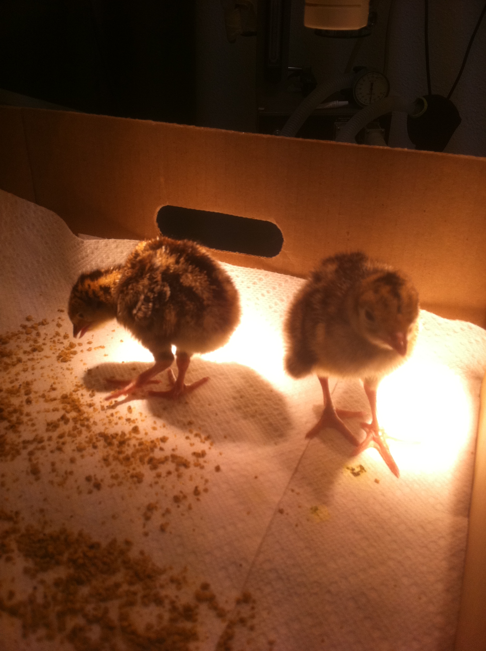 The turkey chicks! | BackYard Chickens - Learn How to Raise Chickens