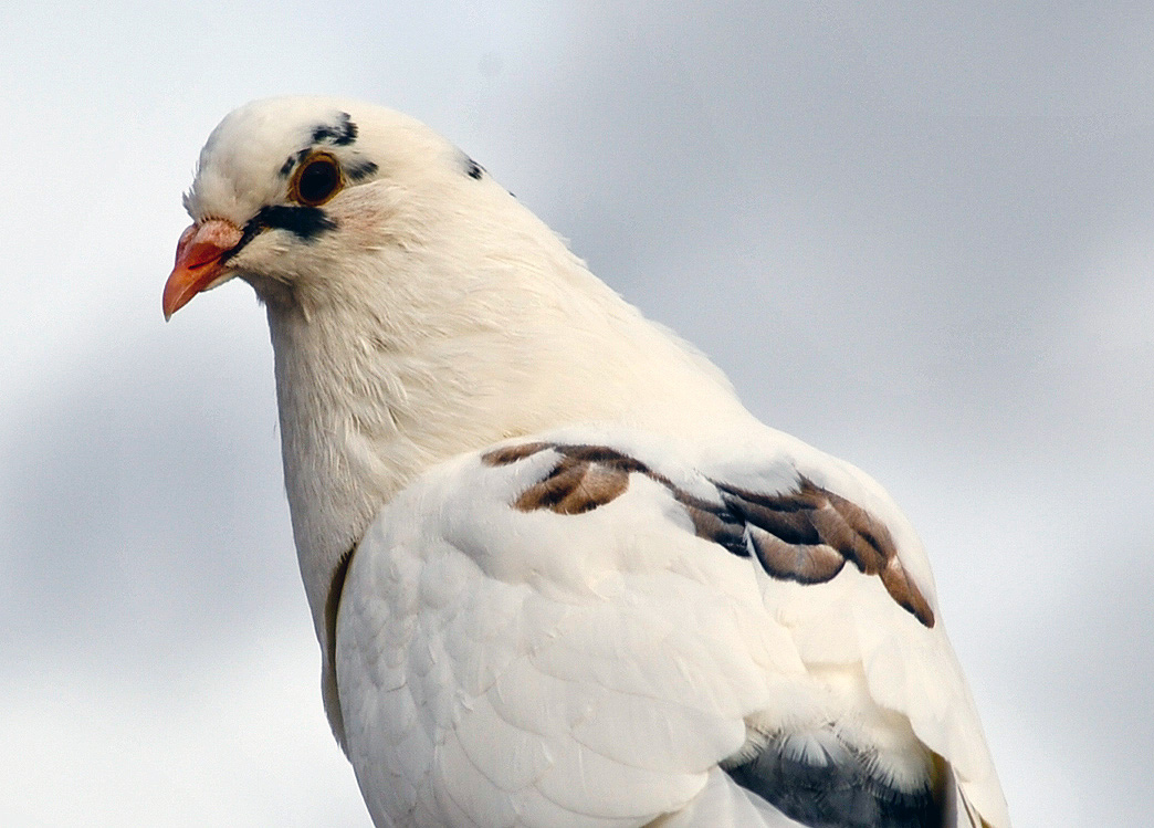 Thief pouter | BackYard Chickens - Learn How to Raise Chickens