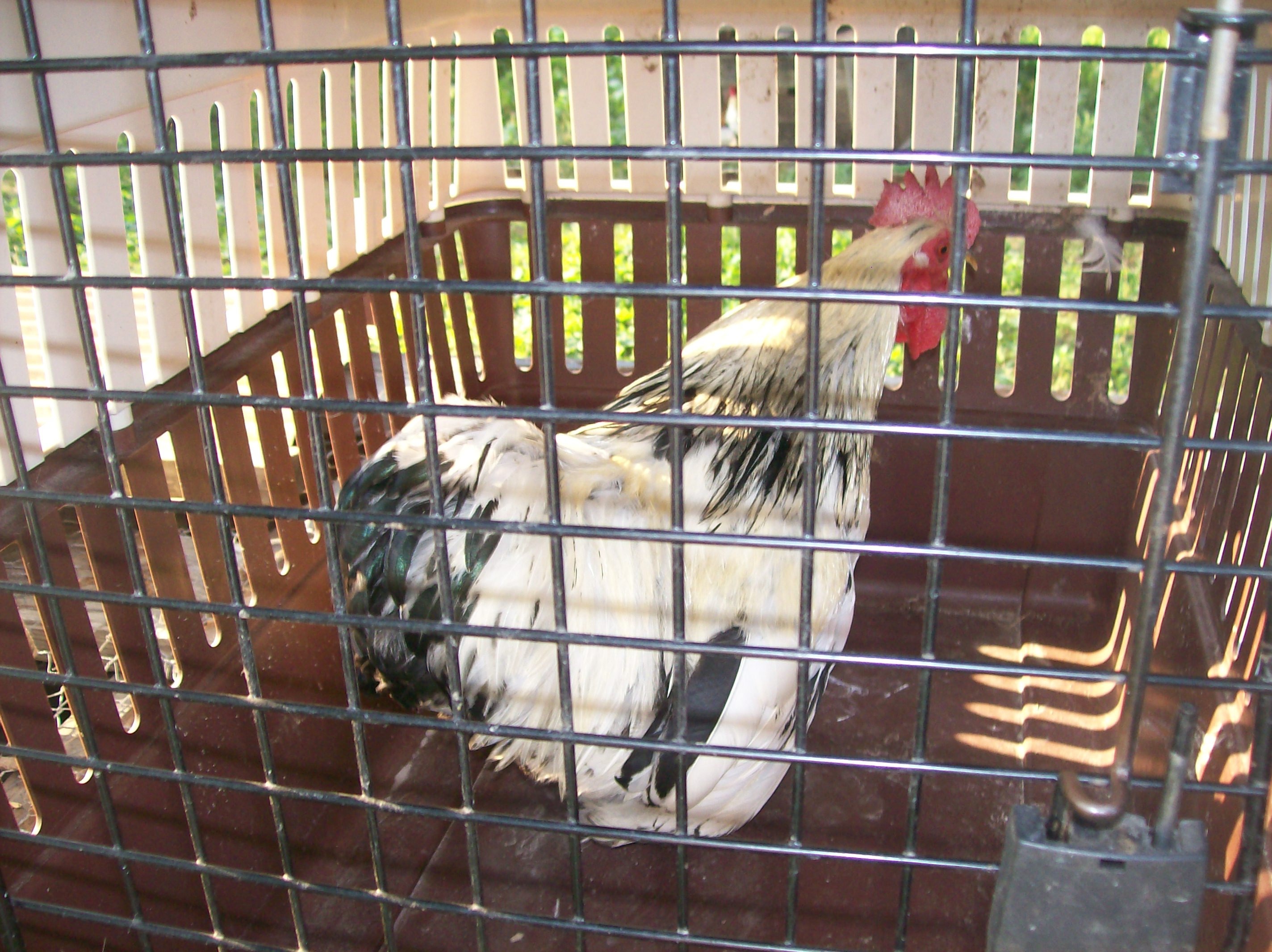 This is Bert, my Columbian rooster | BackYard Chickens - Learn How to ...