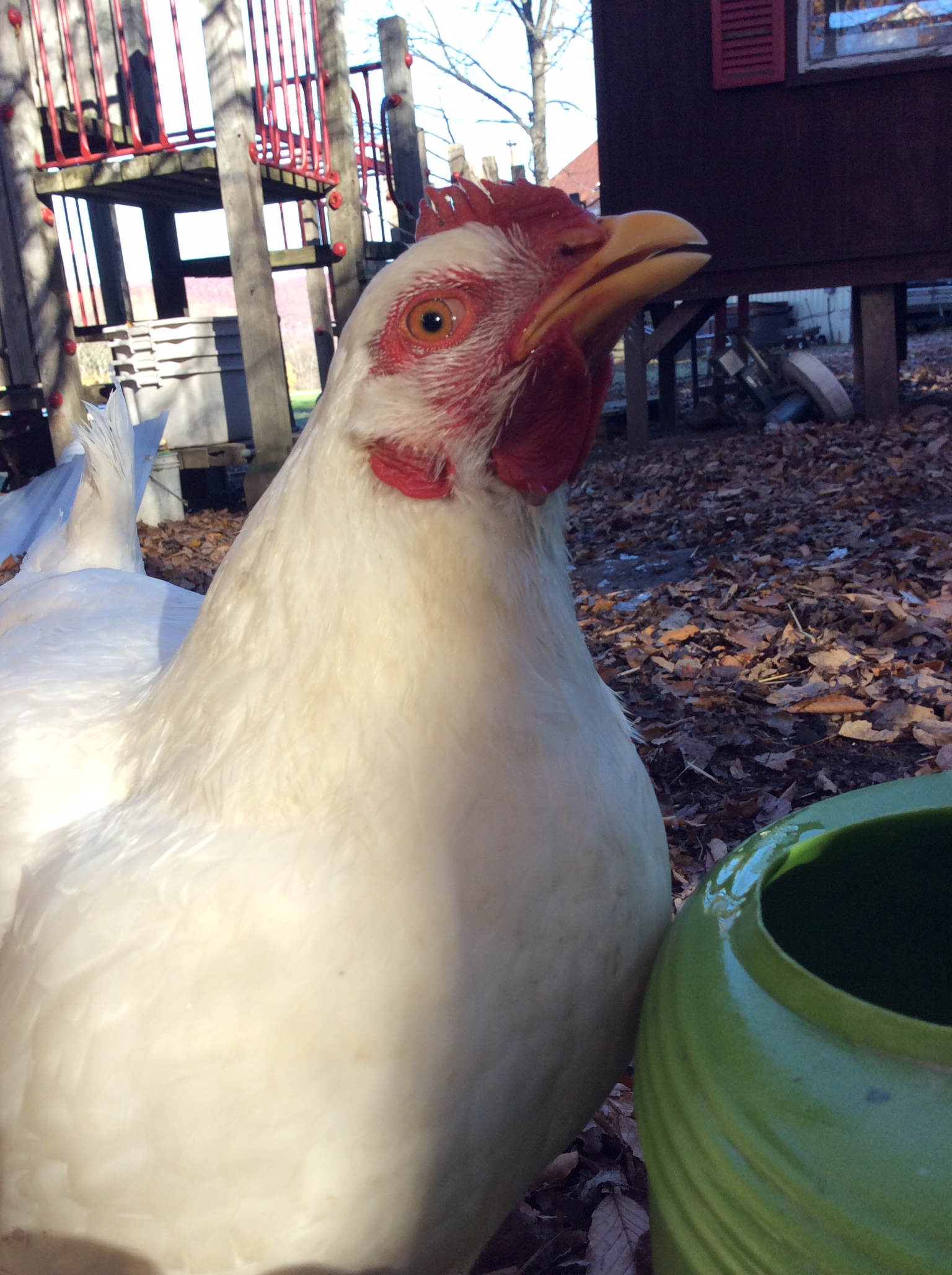 This is my chicken named: Girly | BackYard Chickens - Learn How to ...