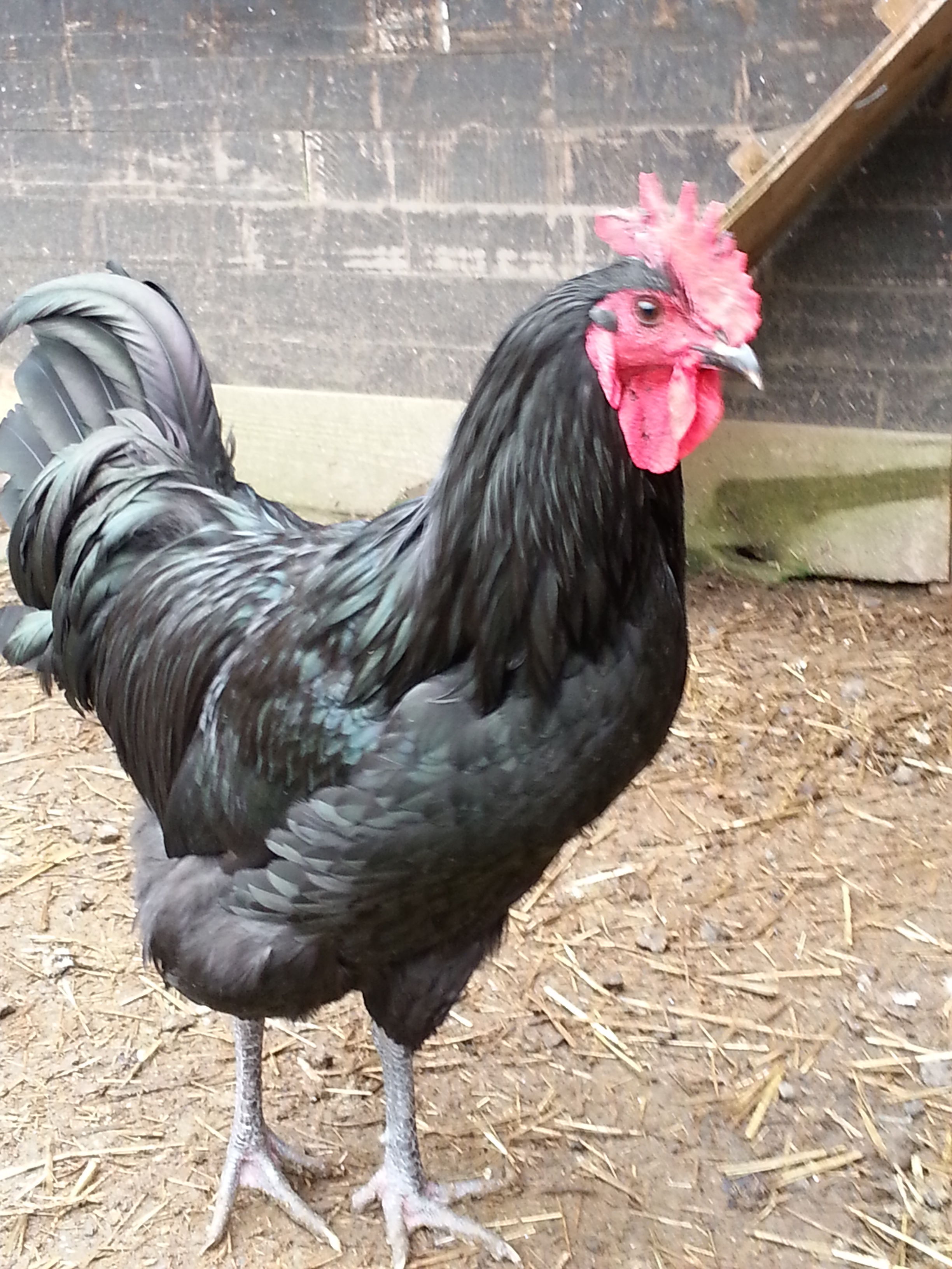 Thor, New Mexico hatchery | BackYard Chickens - Learn How to Raise Chickens