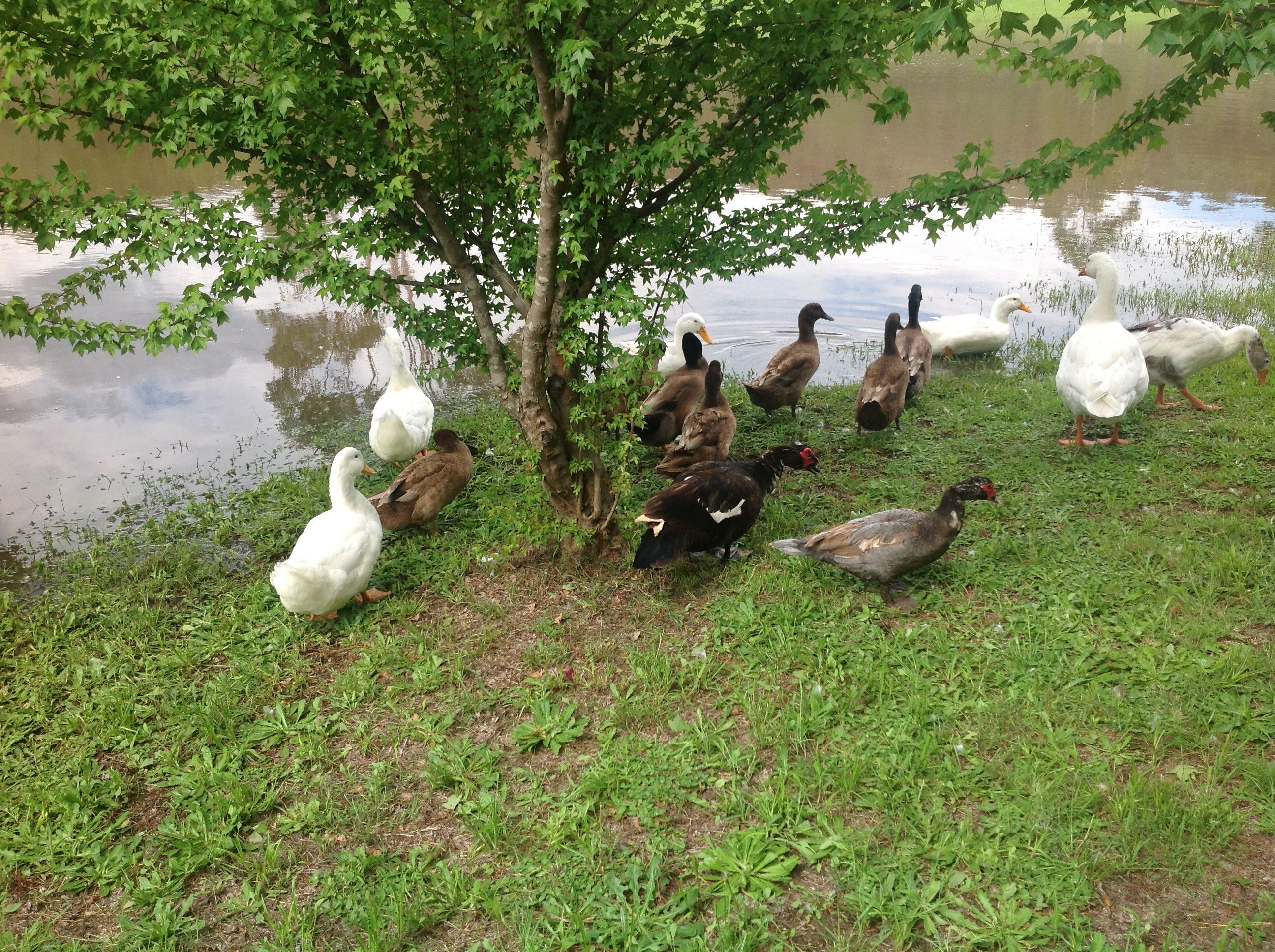 Tree huddle... | BackYard Chickens - Learn How to Raise Chickens