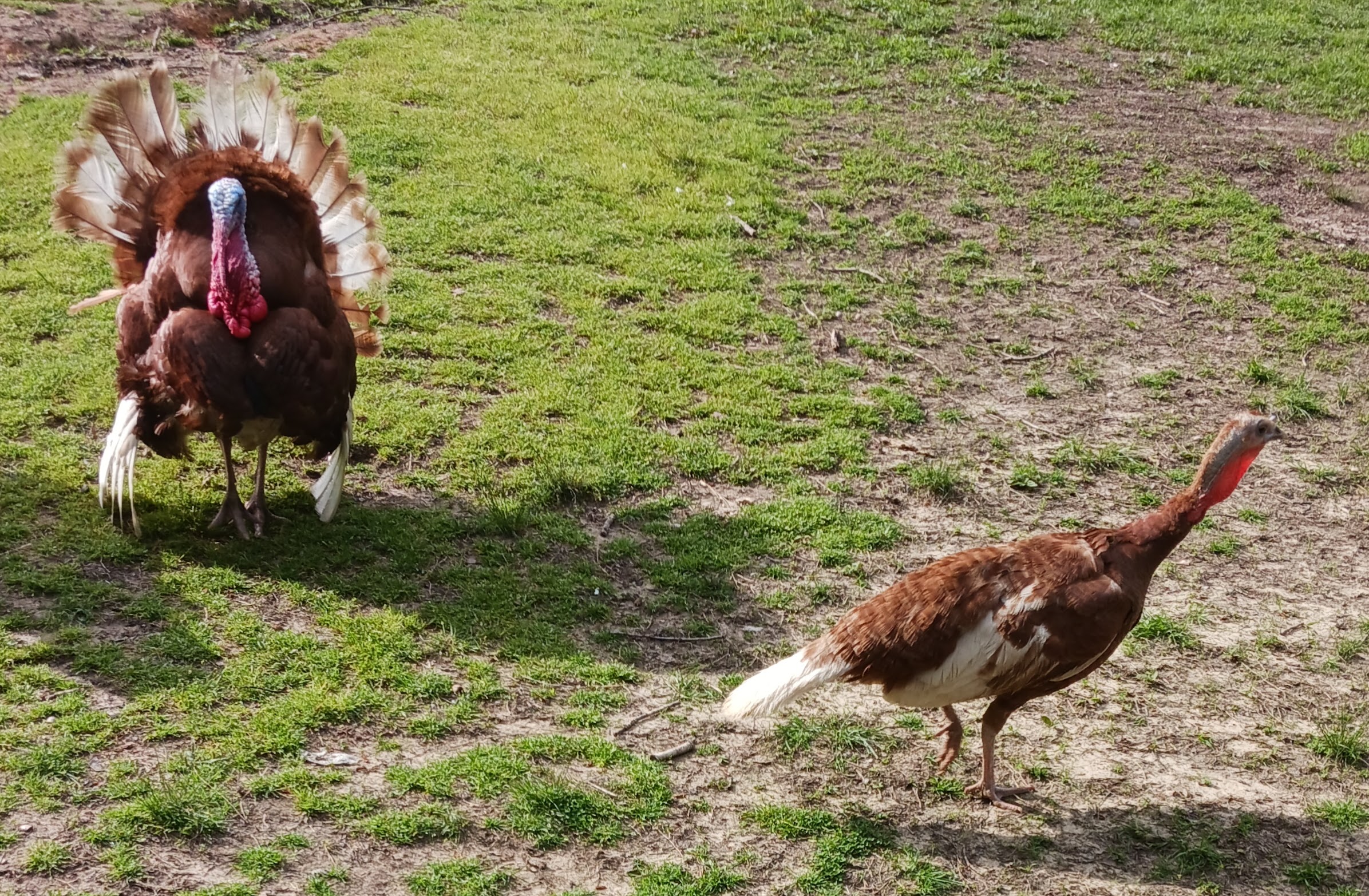 turk couple.jpg | BackYard Chickens - Learn How to Raise Chickens