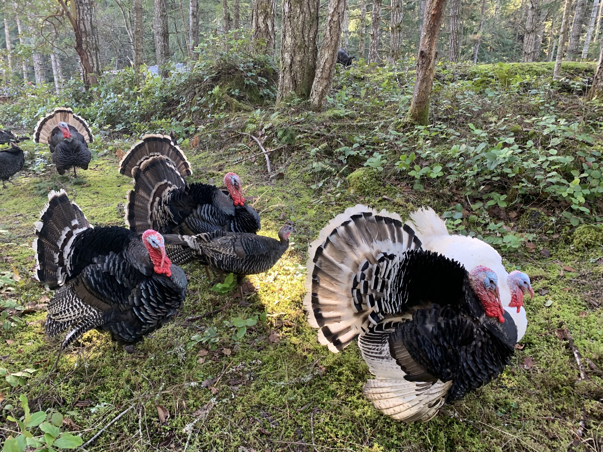 Turkey walk | BackYard Chickens - Learn How to Raise Chickens