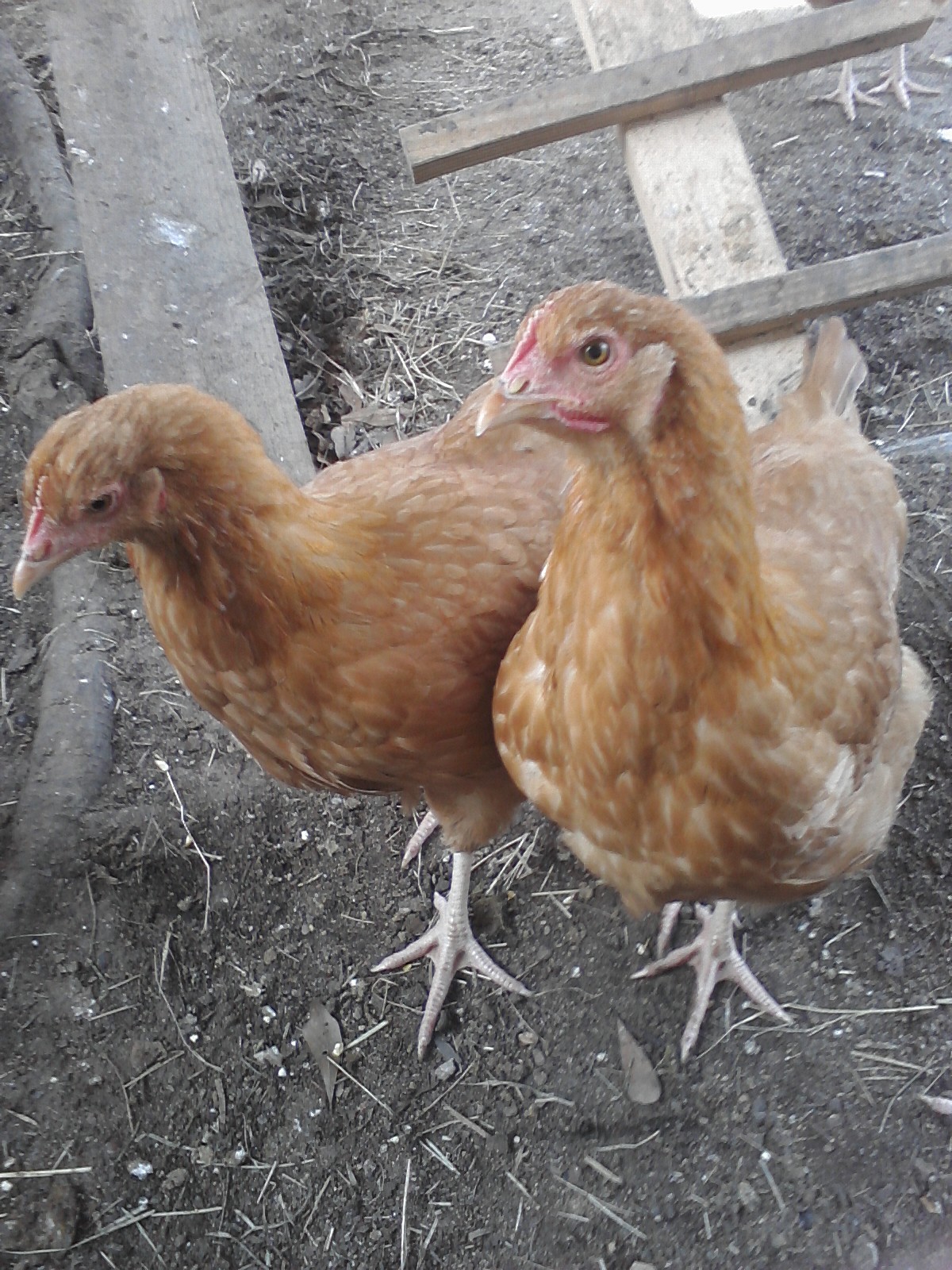Two buff hens | BackYard Chickens - Learn How to Raise Chickens