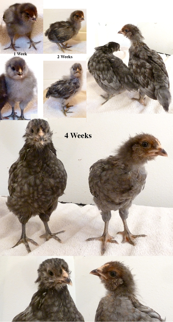 Unnamed grey Easter Egger chicks at 4 weeks | BackYard Chickens - Learn ...