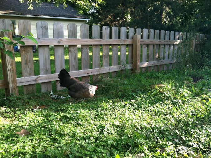 Victoria | BackYard Chickens - Learn How to Raise Chickens