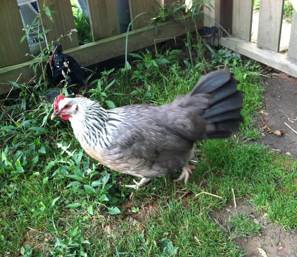 Victoria | BackYard Chickens - Learn How to Raise Chickens