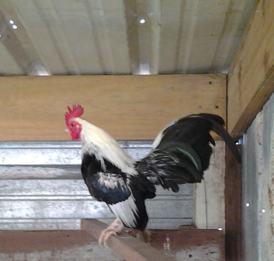 Vince Neil, Silver Duckwing Rooster | BackYard Chickens - Learn How to ...