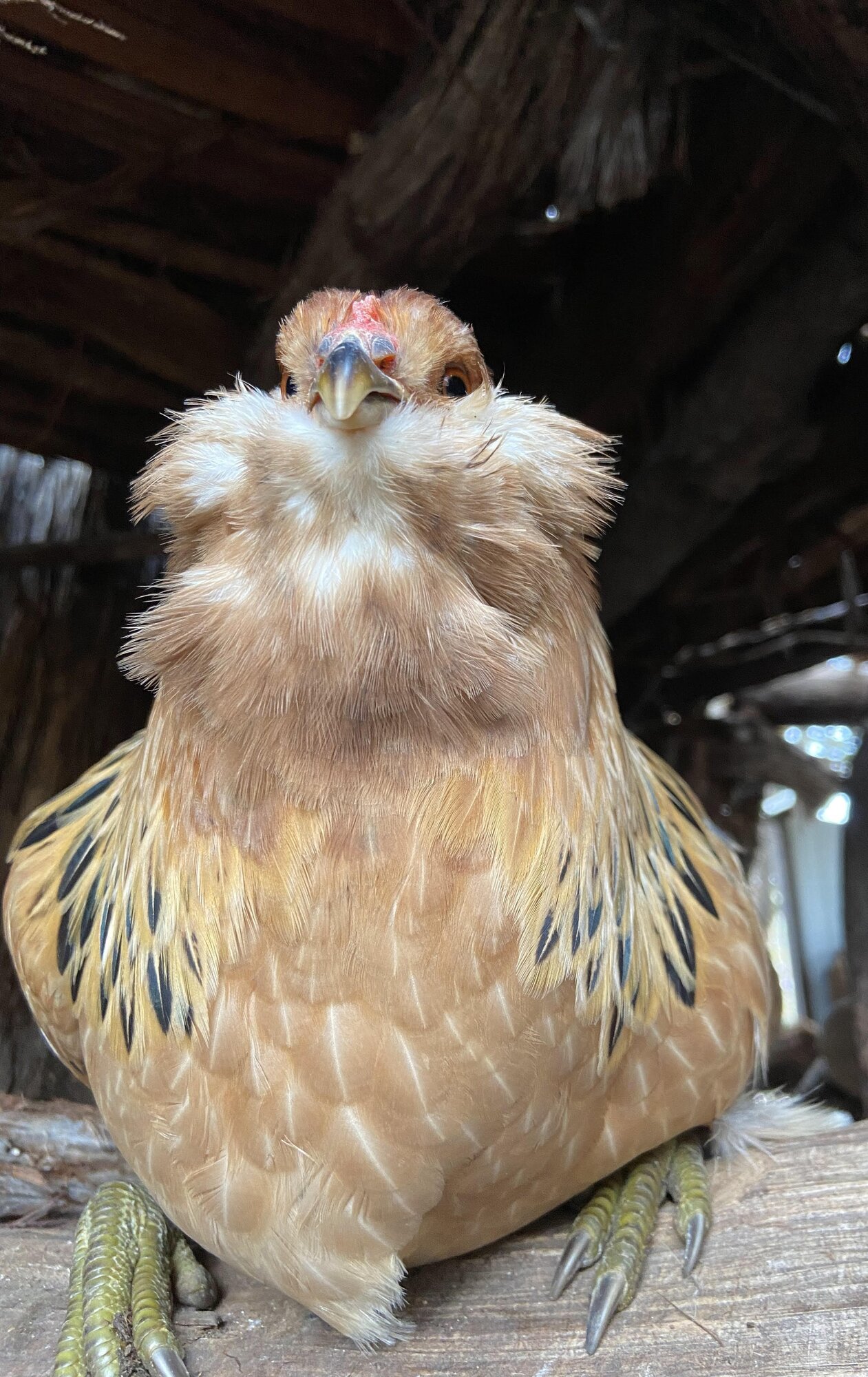 Wattle I Do Without You 31.jpg | BackYard Chickens - Learn How to Raise ...