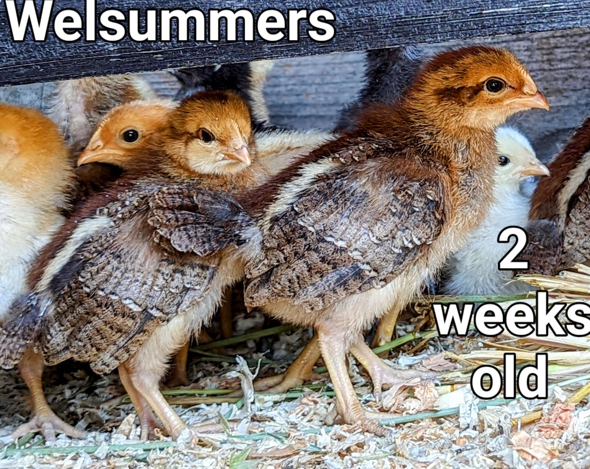 Welsummer.PORTRAIT.jpg | BackYard Chickens - Learn How to Raise Chickens